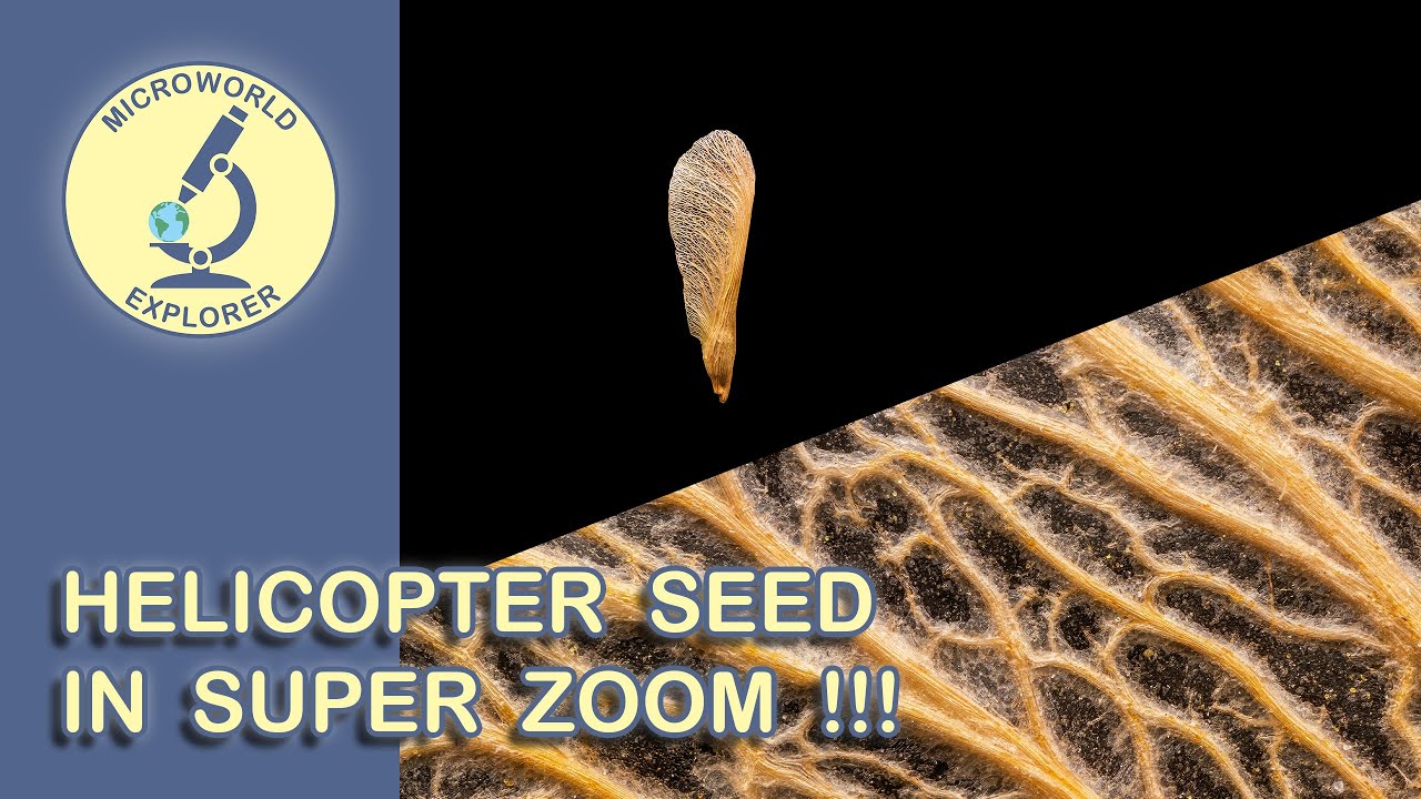Helicopter Seed under the Microscope. Unseen World in SUPER ZOOM!