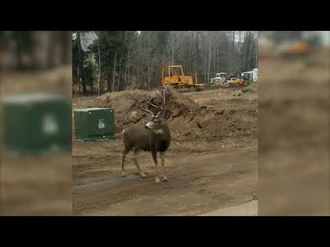 Mule deer RUT sounds.