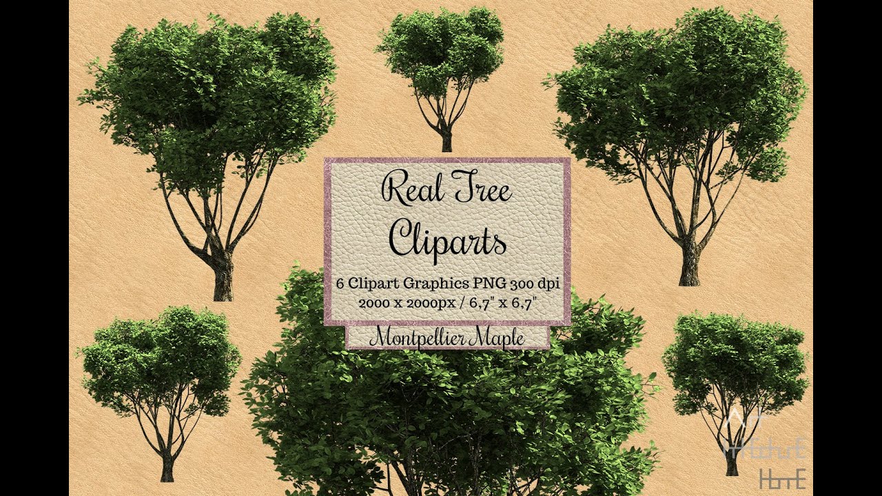 Real Tree Cliparts - Montpellier maple - photoshop overlays png, Tree layout, transparent background