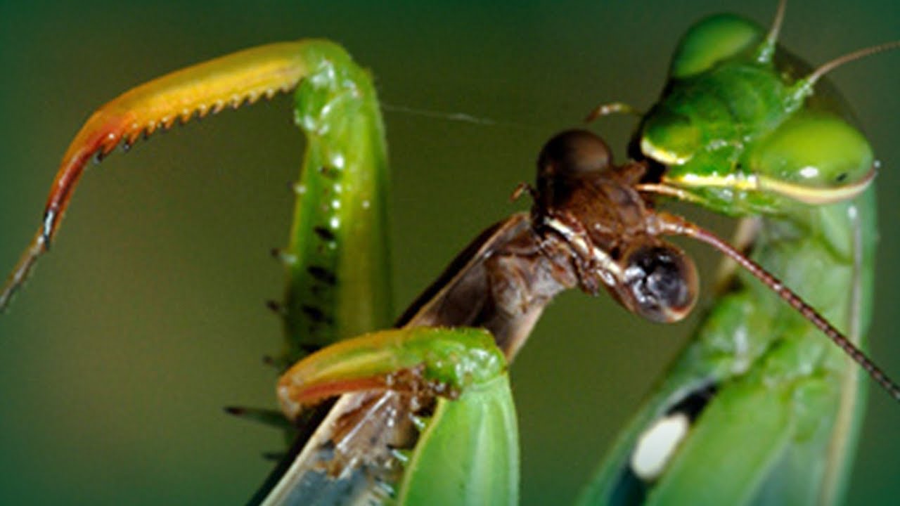 Pairing cannibal praying  mantis