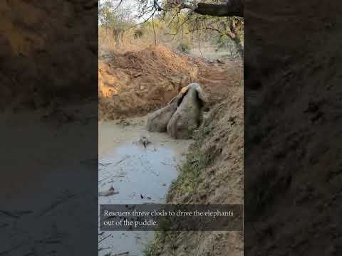 CCECC Always Help With Wildlife Conservation!