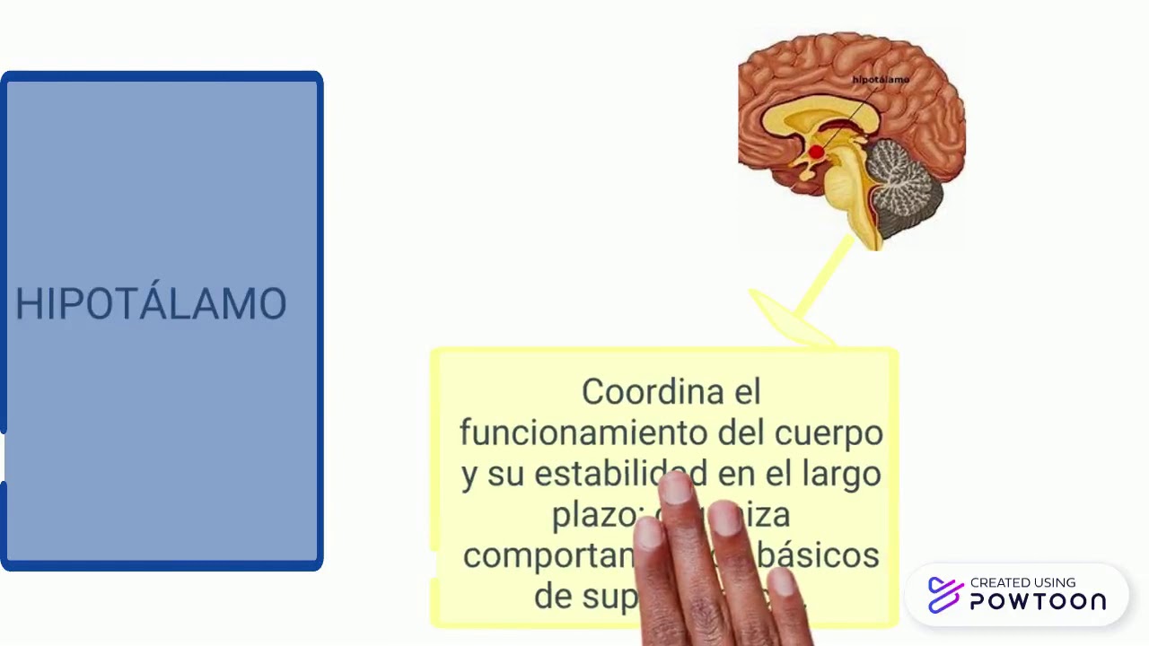 SISTEMA NERVIOSO CENTRAL.pptx