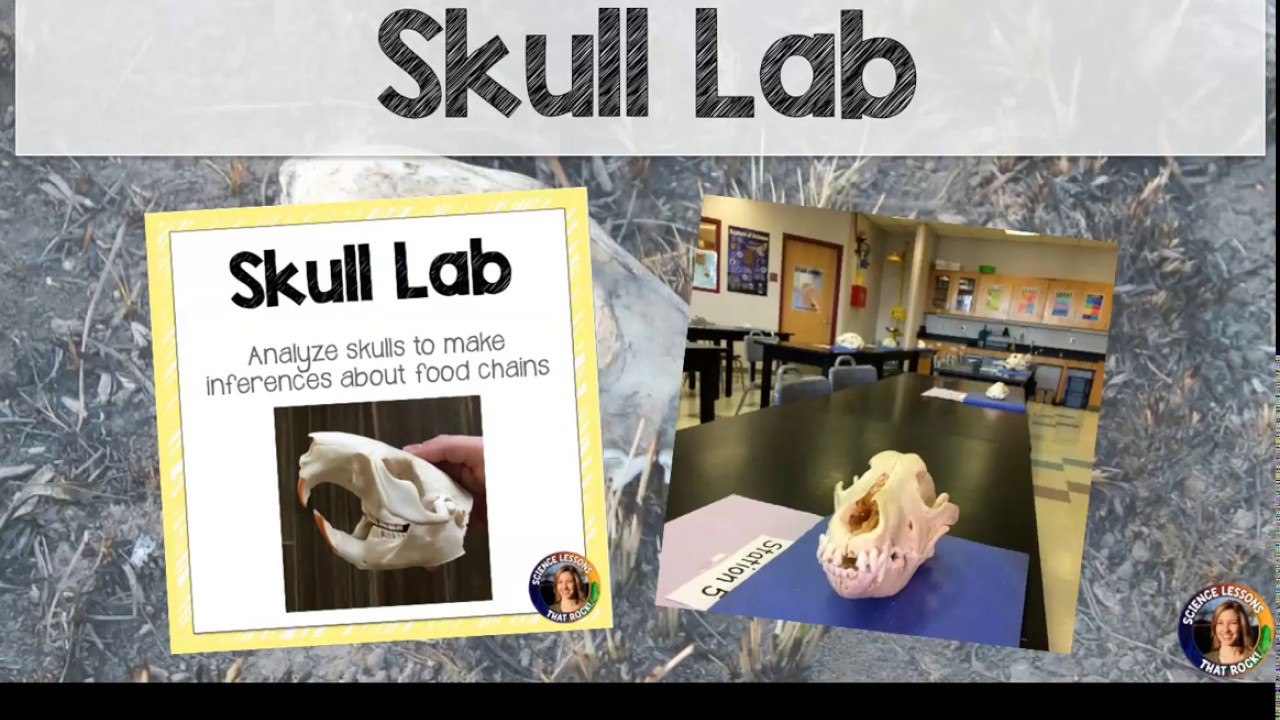 Food Chain Skull Lab