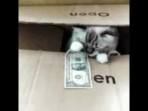 Cat takes money gif