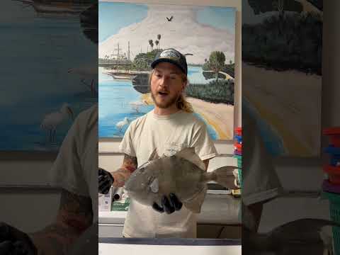 βDonβt play with your foodβ π #triggerfish #shorts