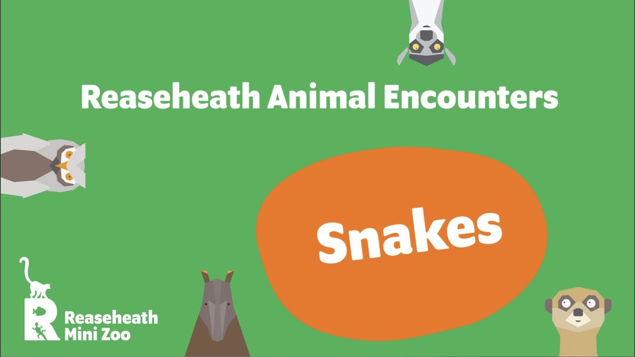 Reaseheath Mini Zoo Animal Encounters - Snakes