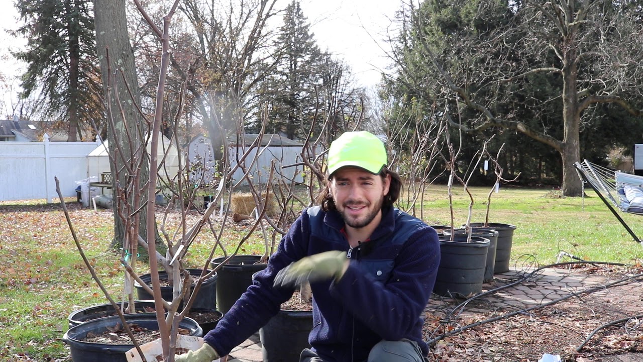 Prepping the Container Fig Trees for Winter Storage