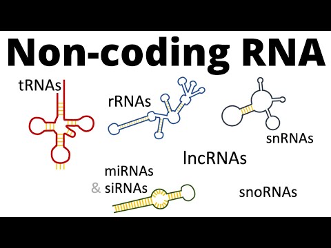 ncRNAs - all types of non-coding RNA (lncRNA, tRNA, rRNA, snRNA, snoRNA, siRNA, miRNA, piRNA)