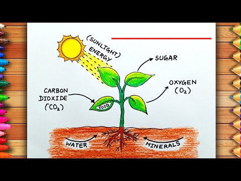 Proces of Photosynthesis Diagram Drawing | Photosynthesis Process of Plants Diagram Drawing