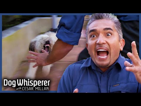 Hyperactive Dog’s Biting Puts Kids In DANGER | S5 EP9 Full Episode | Dog Whisperer With Cesar Millan
