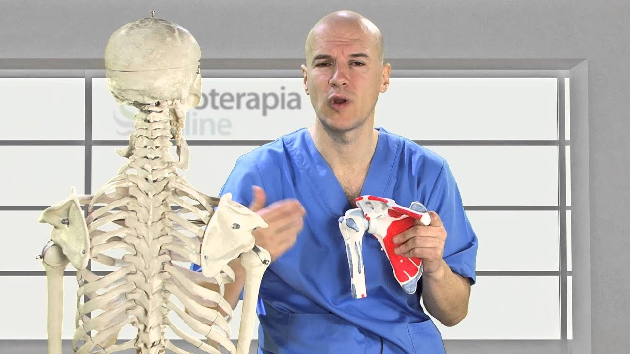 Tendinitis de hombro o supraespinoso - Síntomas y causas - Fisioterapia Bilbao