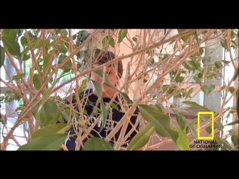 National Geographic presents- The Gibby