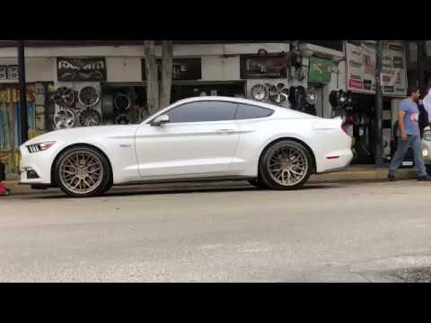 MUSTANG RINES NICHE MODELO GAMMA 20 PROGRESIVOS