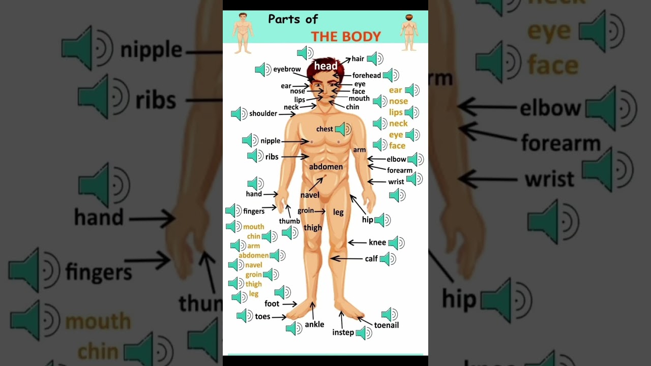 Body parts name in english |#shorts #trending #youtubeshorts #letslearn
