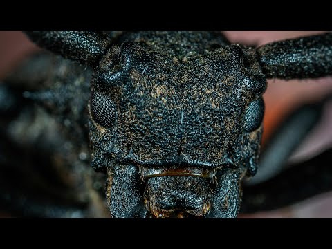 What Are Beetles The Meaning and Basic Anatomy Beetles are insects: Wanderwildlife
