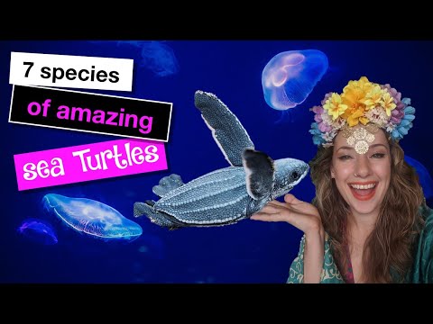 7 species of amazing sea Turtles! 🐢