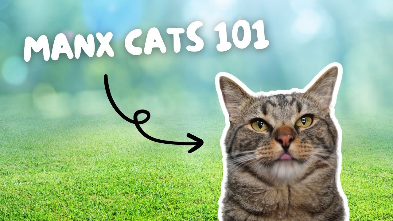 Everything You Must Know About MANX CATS! (10 Fun Facts)
