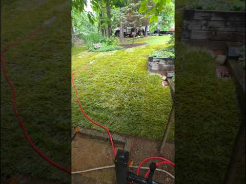 Installing Fescue Sod in Shaded Areas! #Sod #Lawn #Landscape