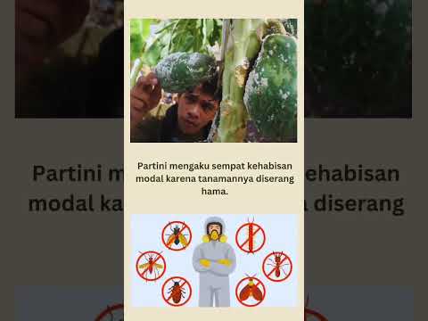 Omzet fantastis petani ini adalah contoh konkret dari manfaat Pinjaman Ultra Mikro BRI.