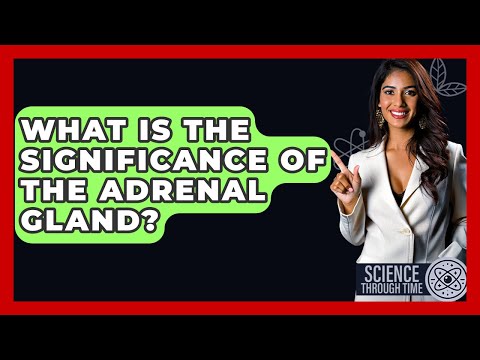 What Is The Significance Of The Adrenal Gland? - Science Through Time