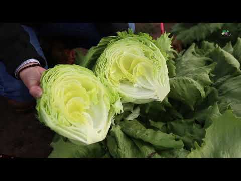 Rijk Zwaan - New iceberg lettuce varieties
