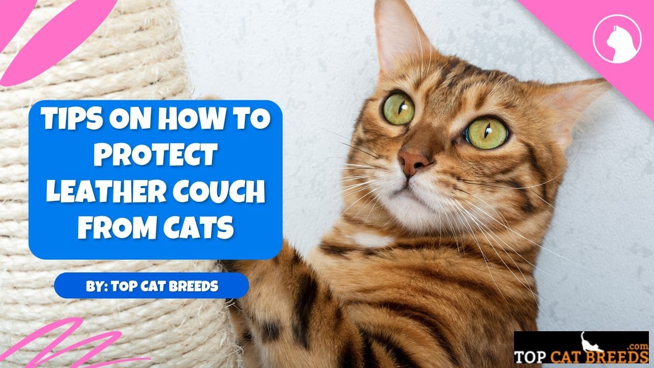 Tips On How To Protect Leather Couch From Cats | Top Cat Breeds