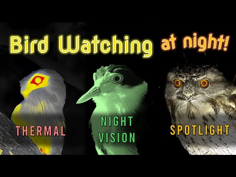 Bird Watching at Night: Thermal, Night Vision and Spotlighting