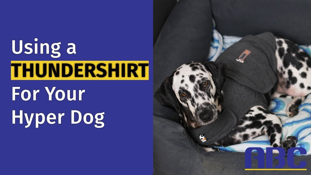 Calming a Hyperactive Dog With a Thundershirt | Animal Behavior College