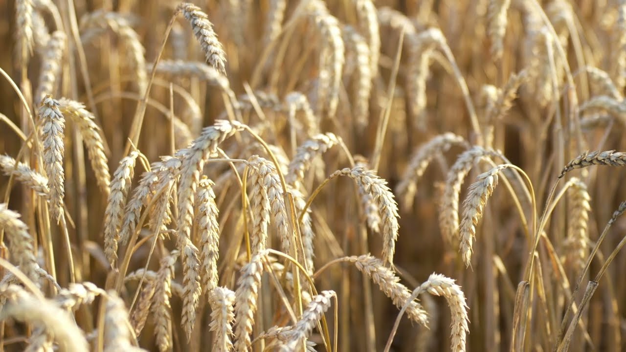 Wheat field, wheat (Free Stock Video Footage)
