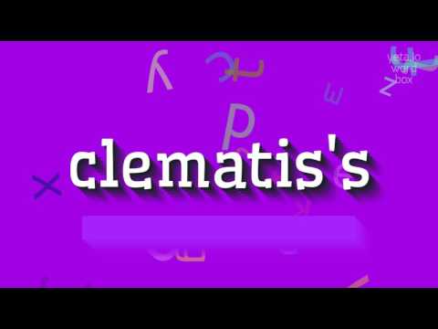 How to say "clematis's"! (High Quality Voices)