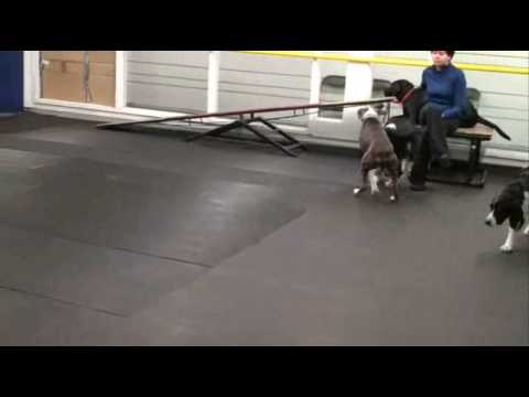 Springer spaniel playing with Boxer