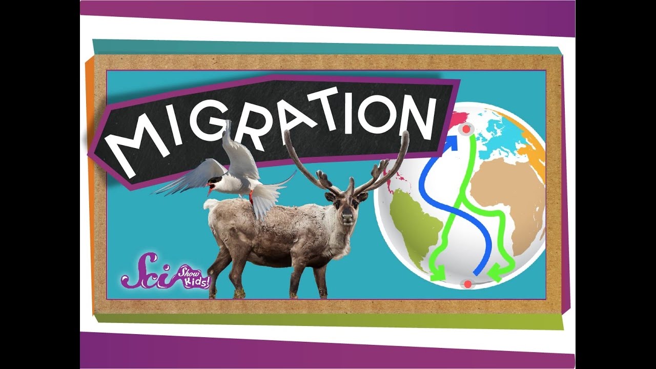 Migrations: Big Animal Trips | Science for Kids
