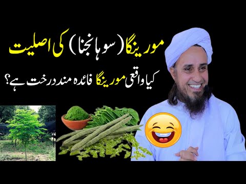 Moringa ( Sohanjna ) Ki Asliyat | kashish e islam@mufti tariq masood speeches | #muftitariqmasood
