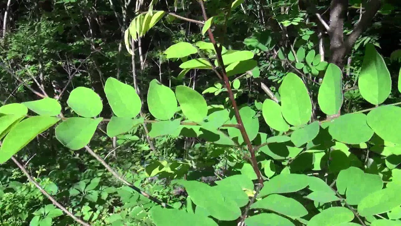 What does Poison Sumac Look Like?