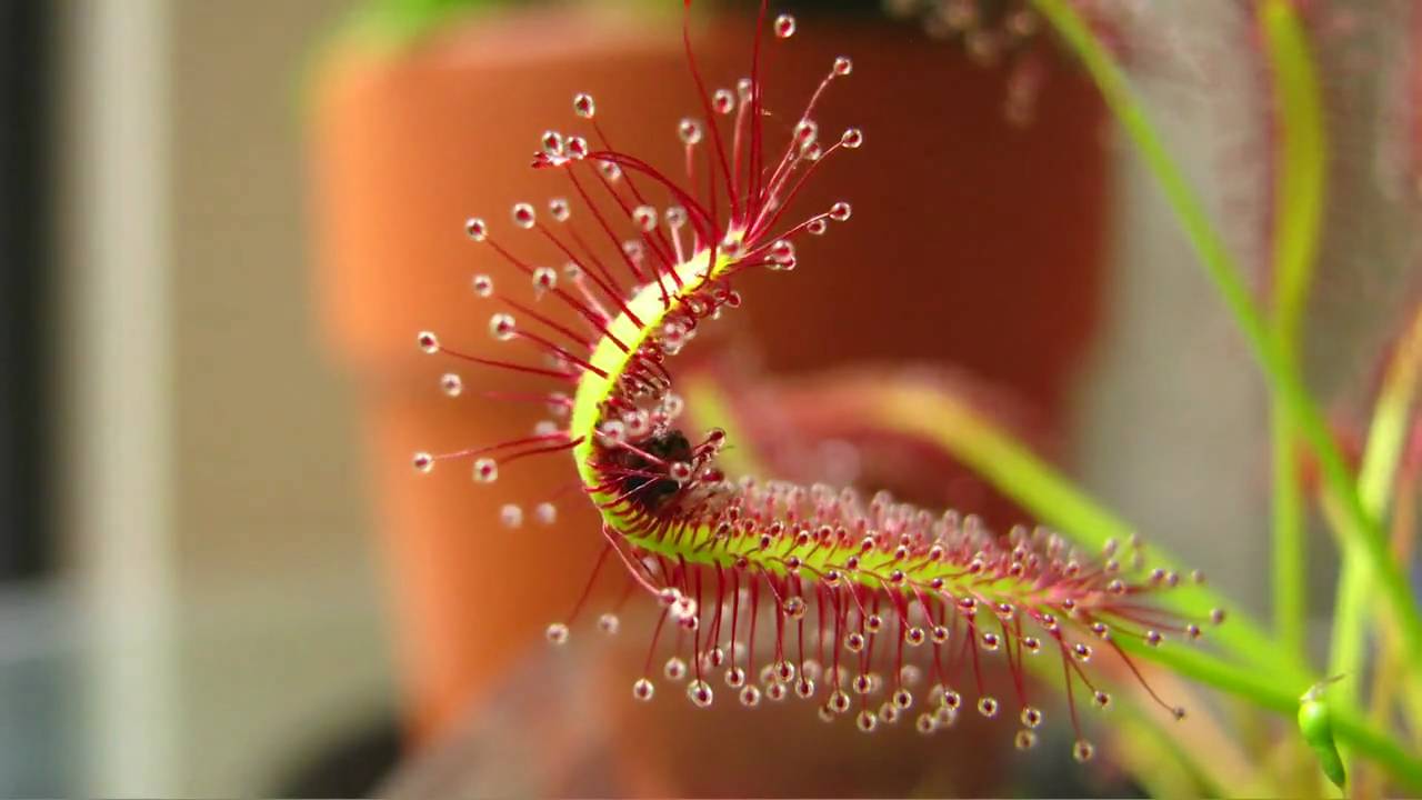 Drosera Capensis (Cape Sundew) Eating A Fruit Fly (High Quality/HD Time Lapse)
