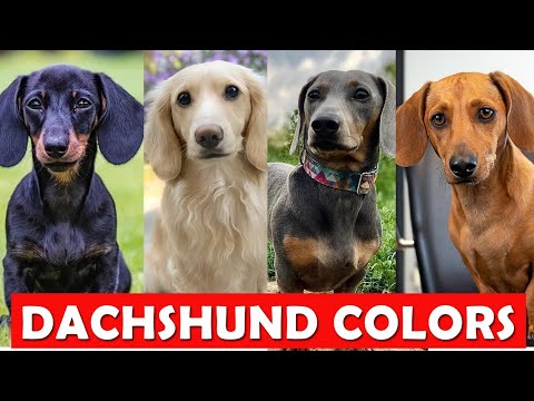The Ultimate Guide to Dachshund Colors and Patterns (2025)