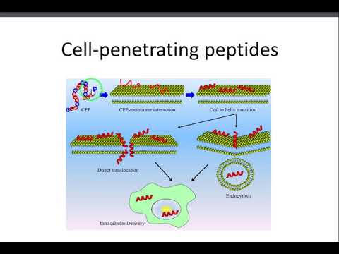 biobarrier 10 - Cell Penetrating Peptides to pass the phospholipid bilayer