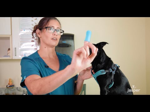 Jasper 360º Finger Toothbrush Tutorial