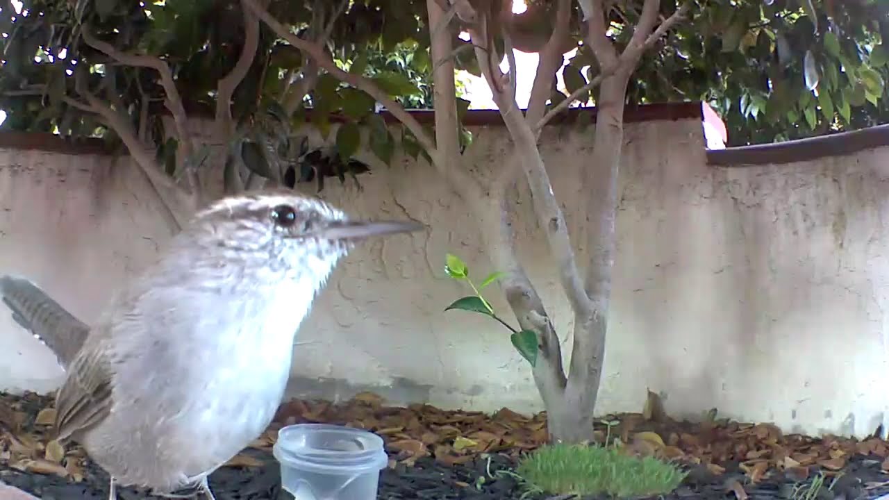 Bewick's Wren Makes An Appearance