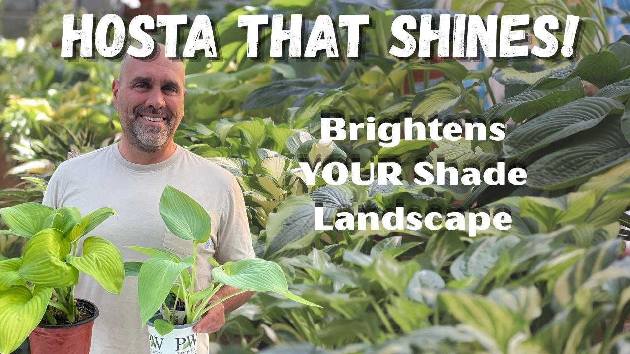Why These 2 Hostas Are My All-Time Favorites