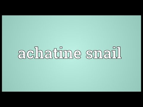 Achatine snail Meaning