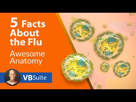 5 Facts about the Flu | Visible Body