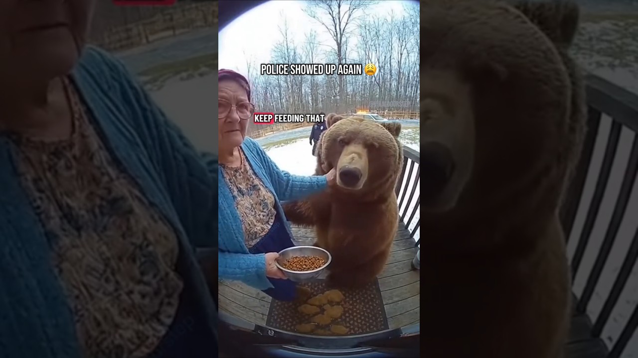 He's literally family now #bodycam #dashcam #funny #grandma #bear #cop #police #ai #sora