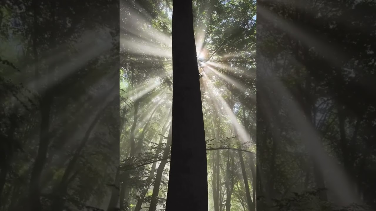 Sun Rays and Serenity – A Tranquil Forest Moment #forest #viwes #mountains #adventure