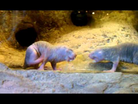 Naked mole rats too funny