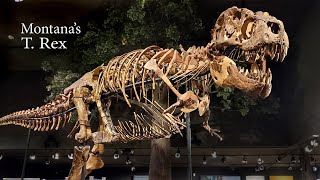 Dinosaurs at The Museum of the Rockies