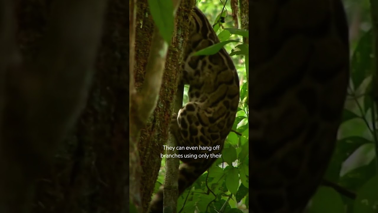 Using their unique adaptations, clouded leopards make climbing look effortless #IndiasWildLeopards