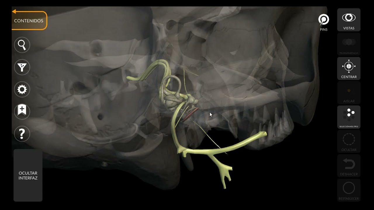 Anatomía 3d del oído humano