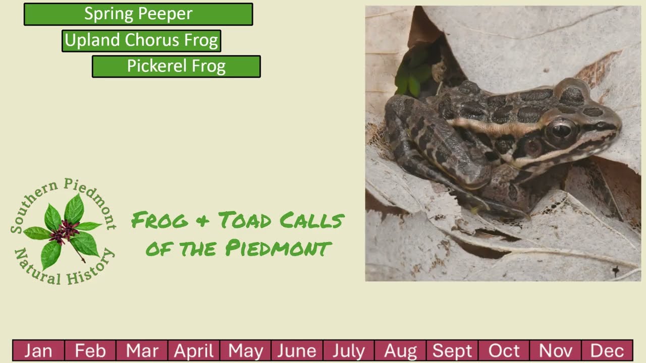 Frog & Toad Calls of the Piedmont
