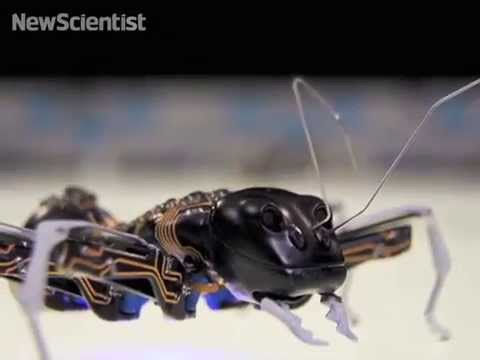 The ants are coming – Chip's journey